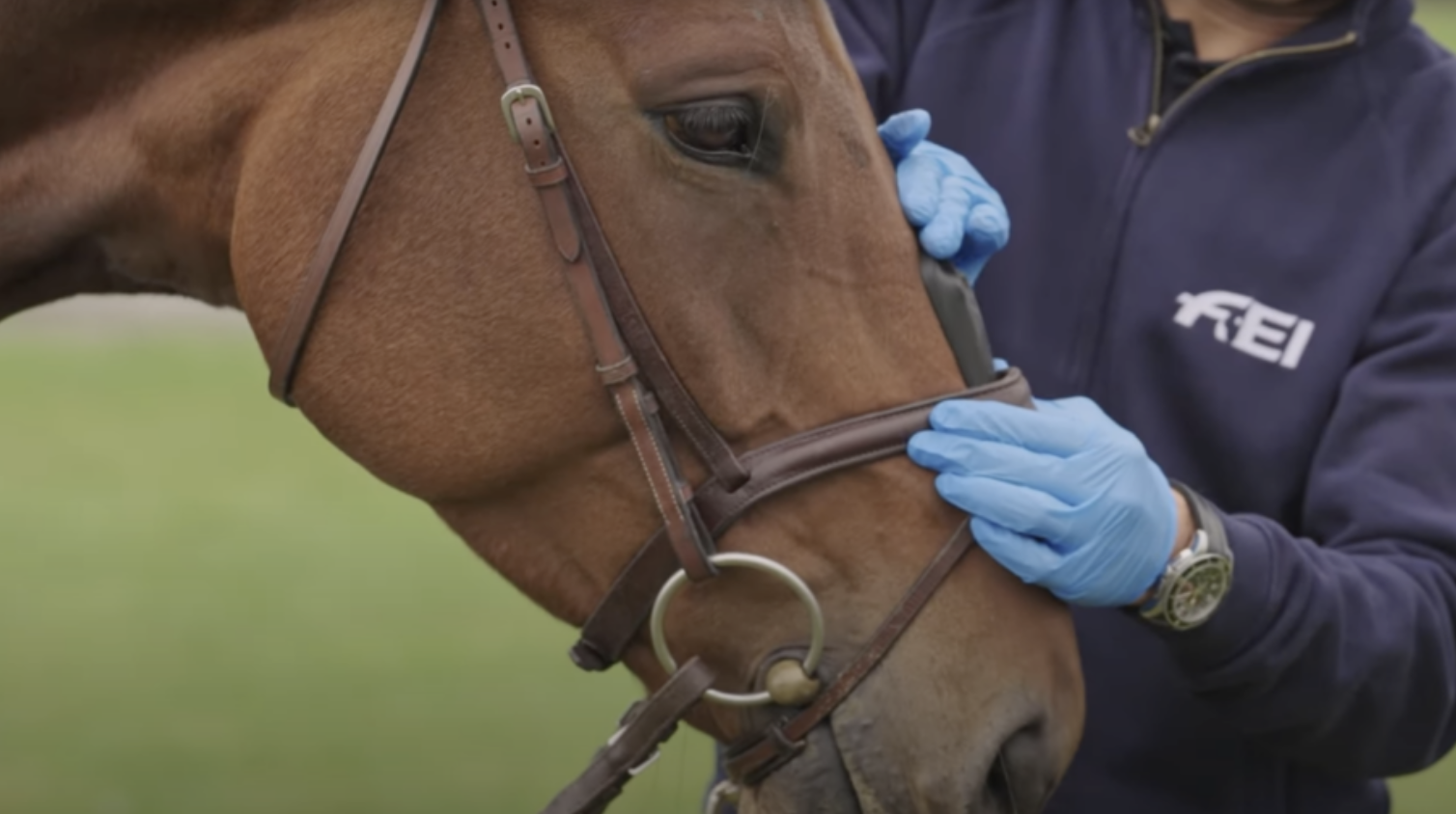 Nuovo anno, nuove regole FEI per la salute e il benessere del cavallo ...